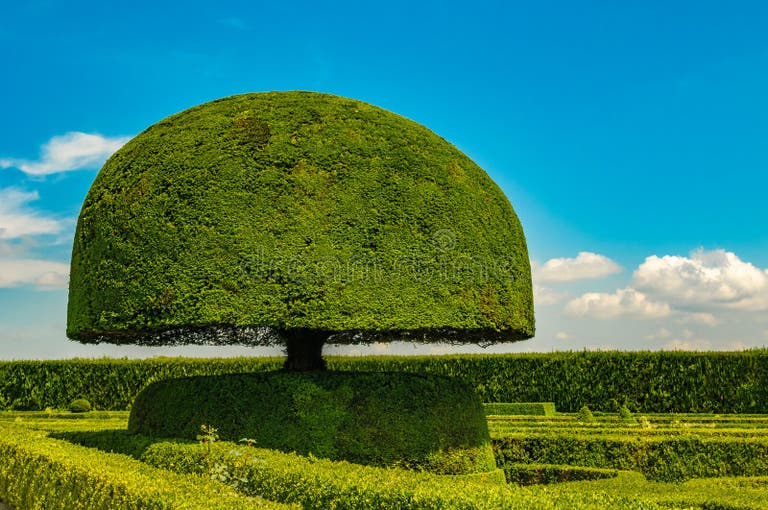 1,127 Mushroom Shaped Tree Stock Photos - Free & Royalty-Free Stock ...