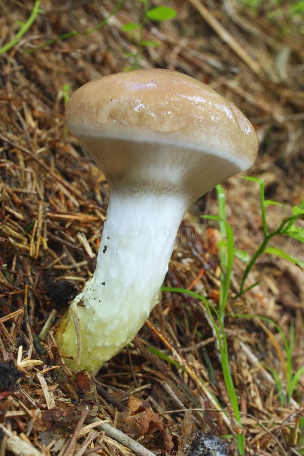 Gypsy Mushrooms stock photo. Image of mushroom, toadstool - 16334890