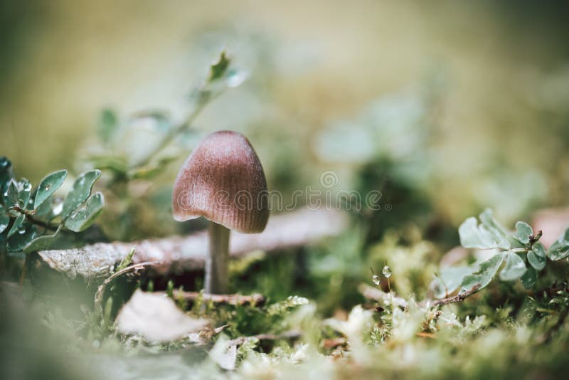 Mushroom. Small Forest Inedible Brown Mushroom in Moss Stock Photo ...
