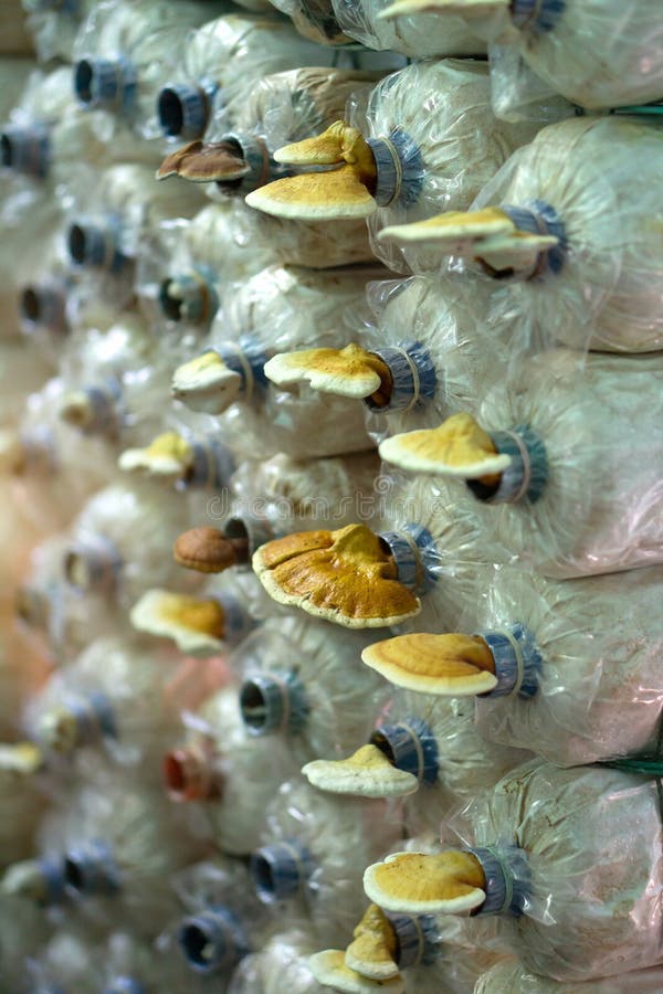 Mushroom Spore Bags on the Farm Stock Photo - Image of champignon, grow ...
