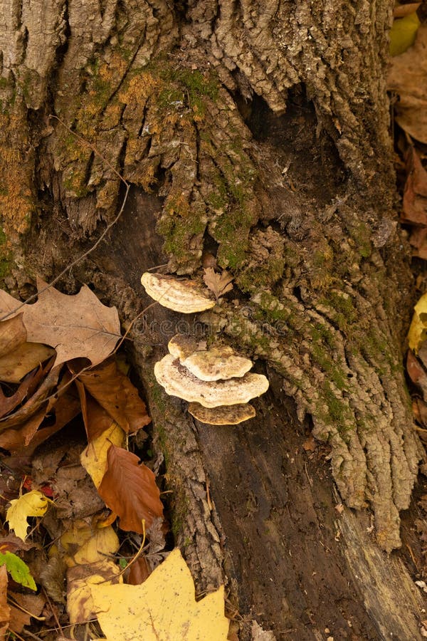 Mushroom Sprouting from Tree in the Forest Stock Image - Image of leaf ...