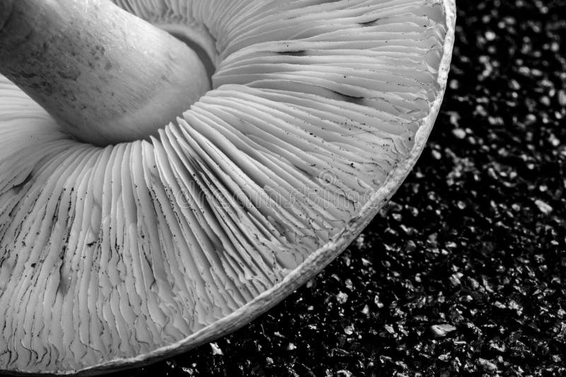 Mushroom Stem, Cap, and Gills Stock Image - Image of organic, procera ...