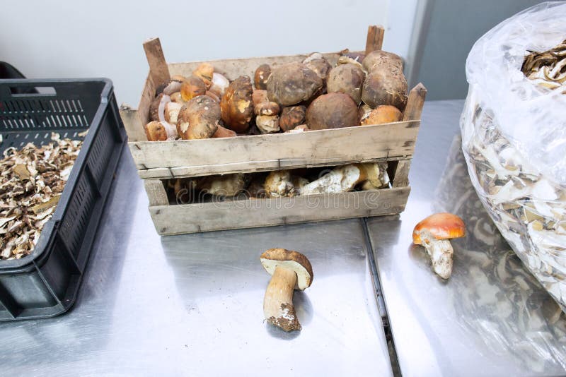 Mushroom storage crate stock image. Image of production - 55183595