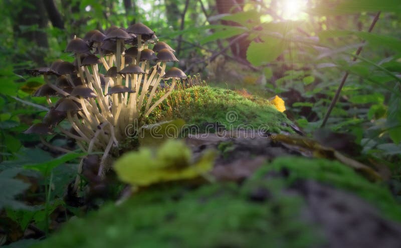 Mushroom on stub stock photo. Image of outdoors, forest - 100396844