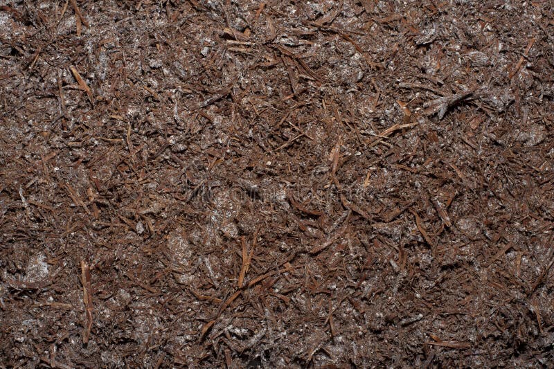 Mushroom substrate stock image. Image of mushroom, growth - 17824393