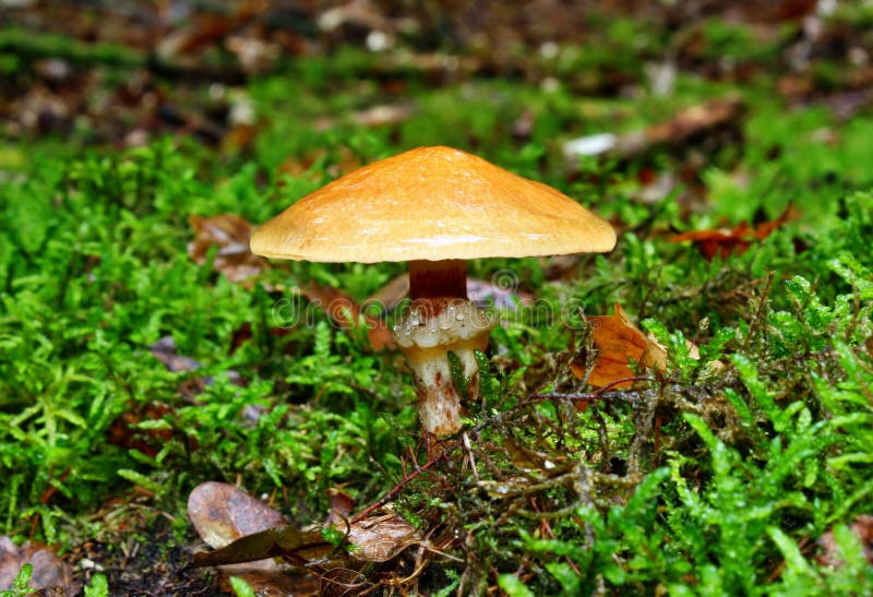 Mushroom suillus luteus stock photo. Image of mycelium - 35640436