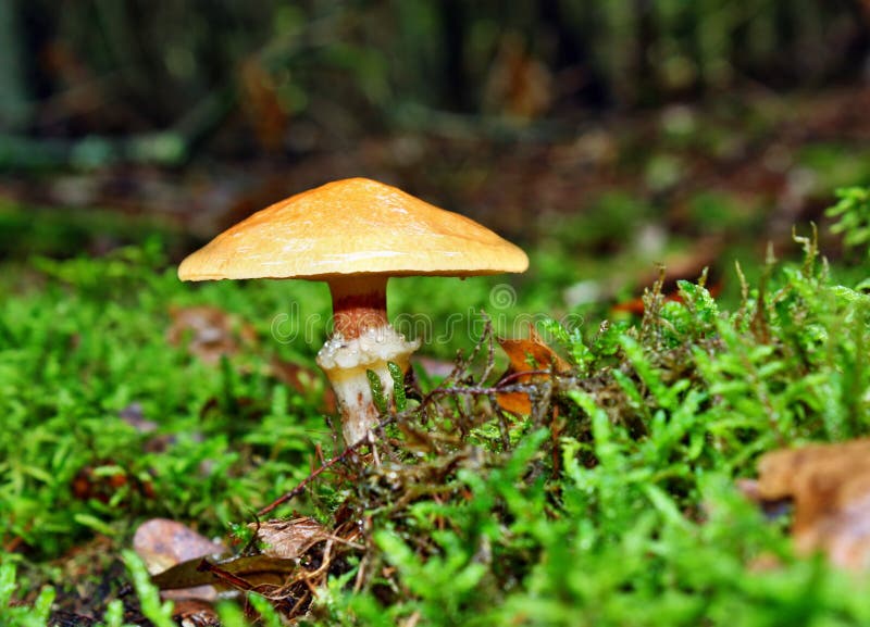 Mushroom suillus luteus stock photo. Image of mycelium - 35640436