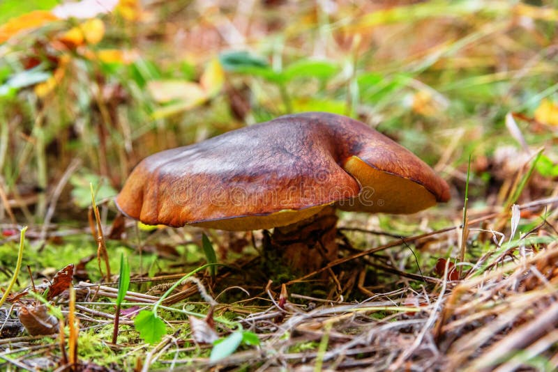 Mushroom suillus luteus stock image. Image of growing - 52477101