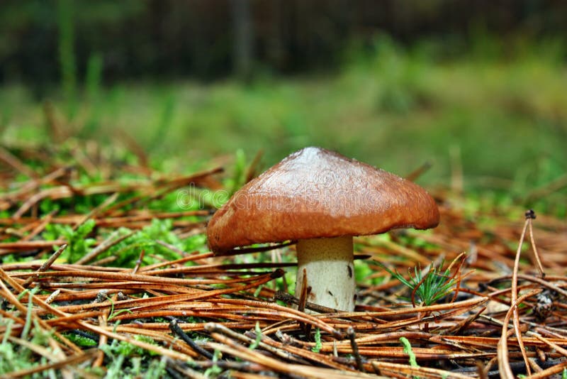 Mushroom suillus luteus stock image. Image of light, grass - 46656001