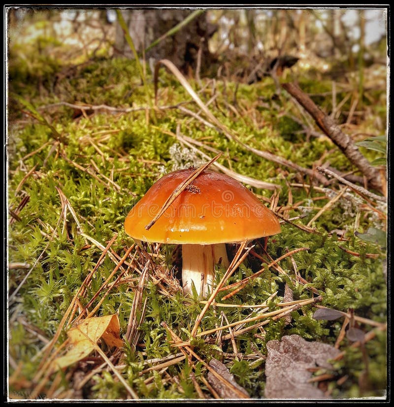 Mushroom in green moos stock photo. Image of moos, forest - 120011964