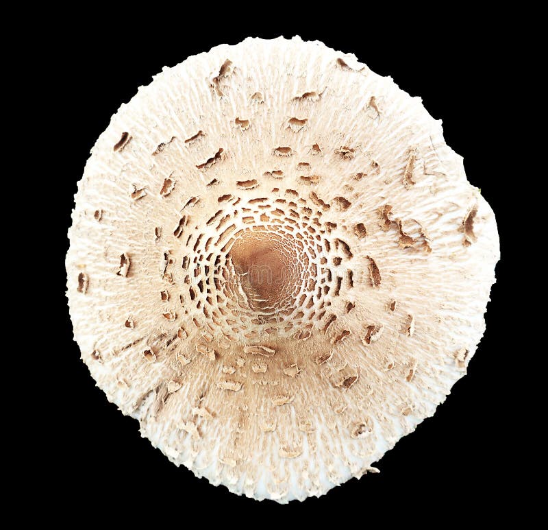 Mushroom Surface Texture Isolated on Black Background, Top View Close ...