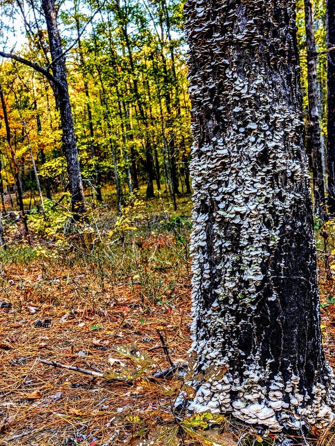 Mushroom Take Over stock image. Image of white, mushroom - 175244175