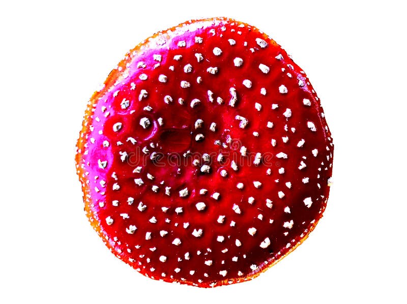 Mushroom Toadstool Isolated Stock Photo - Image of annulus, dope: 91924524