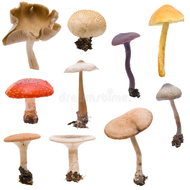 Mushroom & Toadstool Montage Stock Image - Image of autumn, agaric: 3438541