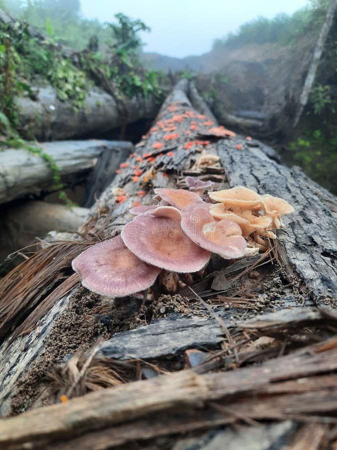 Mushroom Tree Cloud River Forest Stock Image - Image of river, mushroom ...