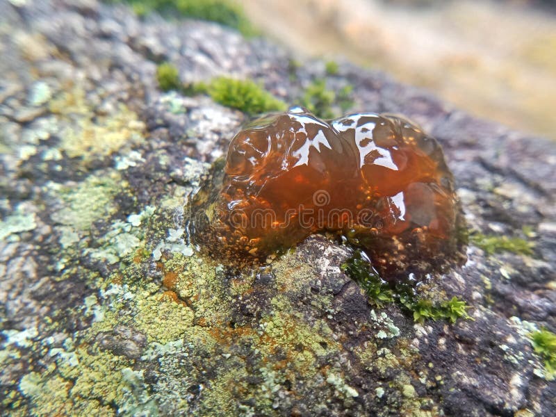 Reddish jelly stock photo. Image of wildlife, underwater - 371054904