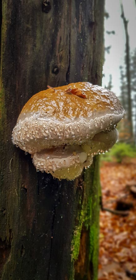Mushroom on the tree trunk stock image. Image of rain - 137601409