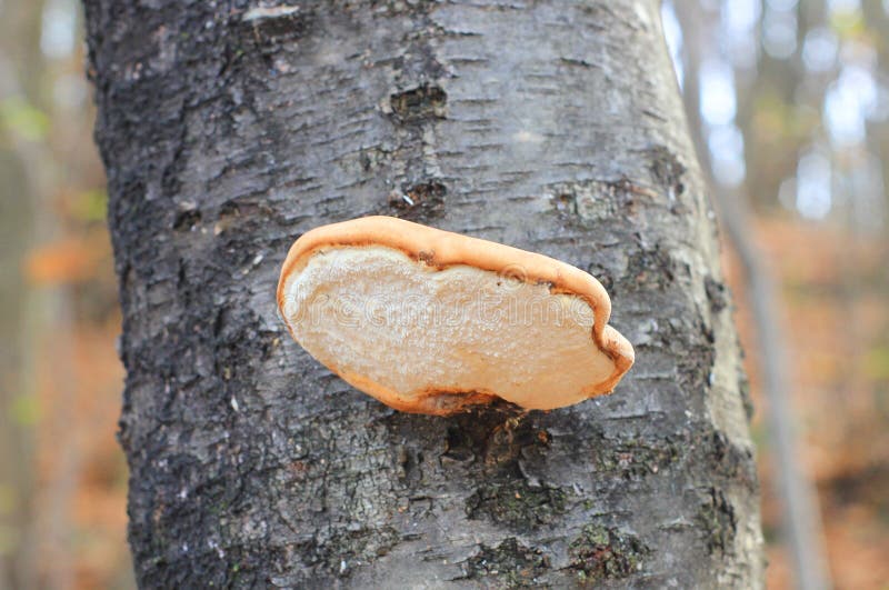 Mushroom on a Tree Trunk in the Forest Stock Photo - Image of wood ...