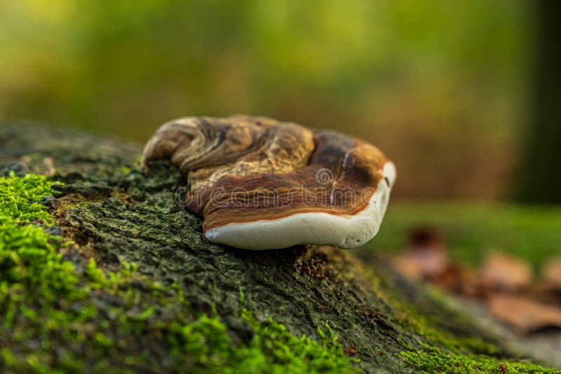 A mushroom on a tree trunk stock image. Image of botany - 170076887