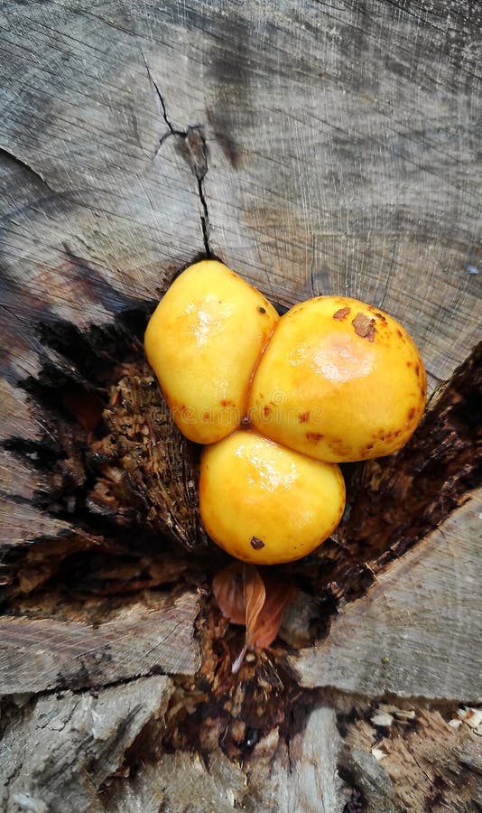 Mushroom on tunk stock image. Image of produce, vegetable - 234112057