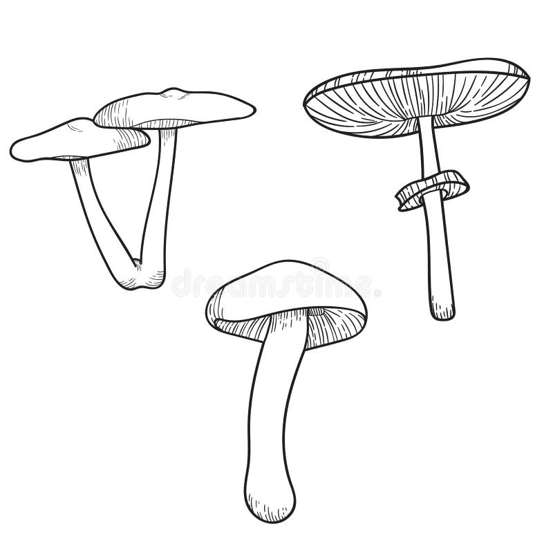 Mushroom Vector Mushroom Illustration, Botanical Line Art Set Stock ...
