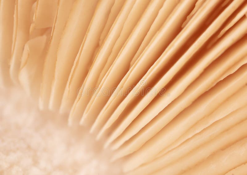 Mushroom View Under the Cap As a Background. Stock Photo - Image of ...