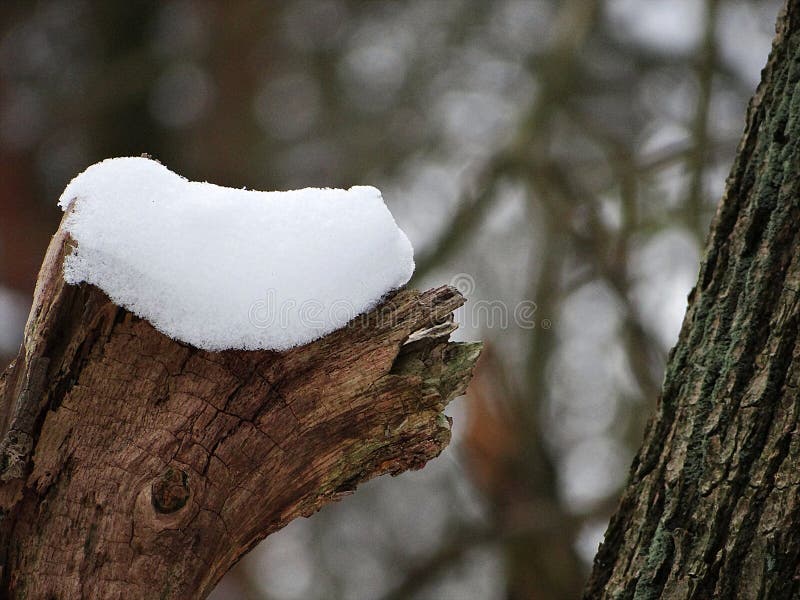 Mushroom on winter tree stock photo. Image of tree, macro - 121070842