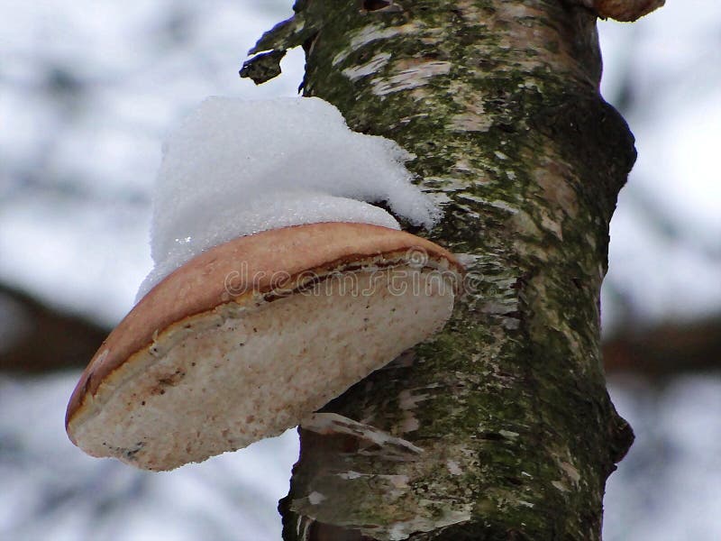 Mushroom on winter tree stock image. Image of plant - 121070927
