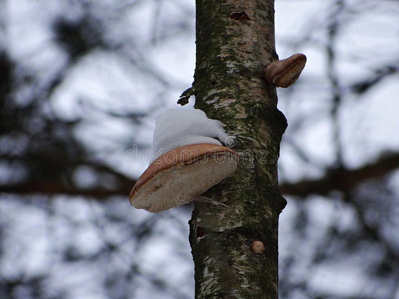 Mushroom on winter tree stock photo. Image of nature - 121070884