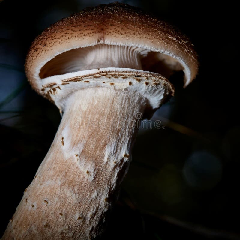 Mushroom in a Wood - Cystoderma Carcharias Stock Photo - Image of ...