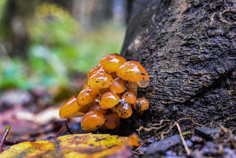 Mushroom in Woodland and Bottom of Tree Stock Image - Image of insect ...