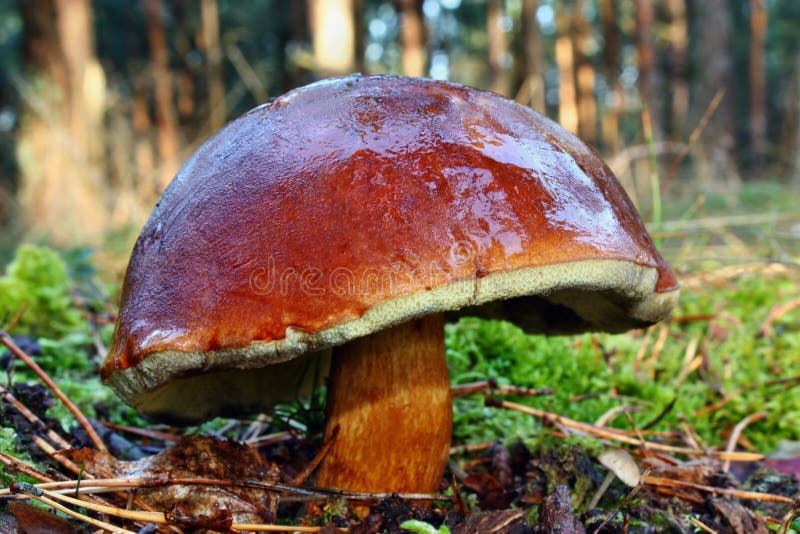 Mushroom xerocomus badius stock image. Image of healthy - 45317745