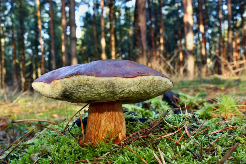 Boletus Badius (Xerocomus Badius) Mushroom Stock Photo - Image of ...