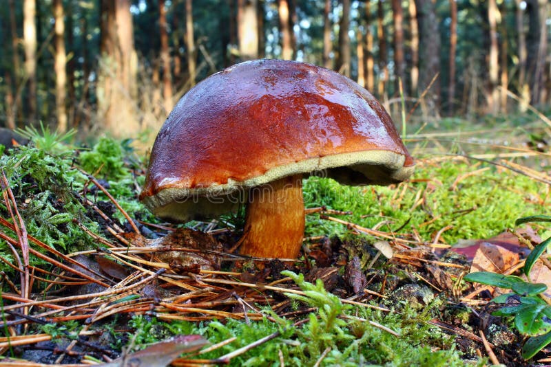 Bay Bolete (Boletus Badius, Xerocomus Badius) Stock Image - Image of ...