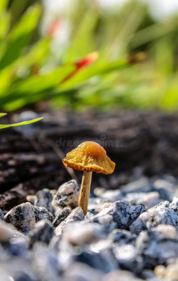 Yellow Mushroom among Tiny Rocks Stock Photo - Image of naturalism ...