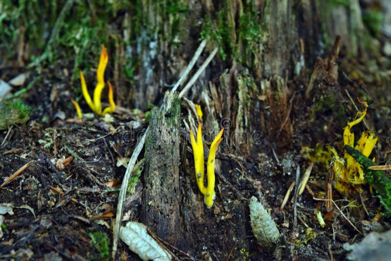 Mushroom yellow sticky stock image. Image of gloomy - 196700389