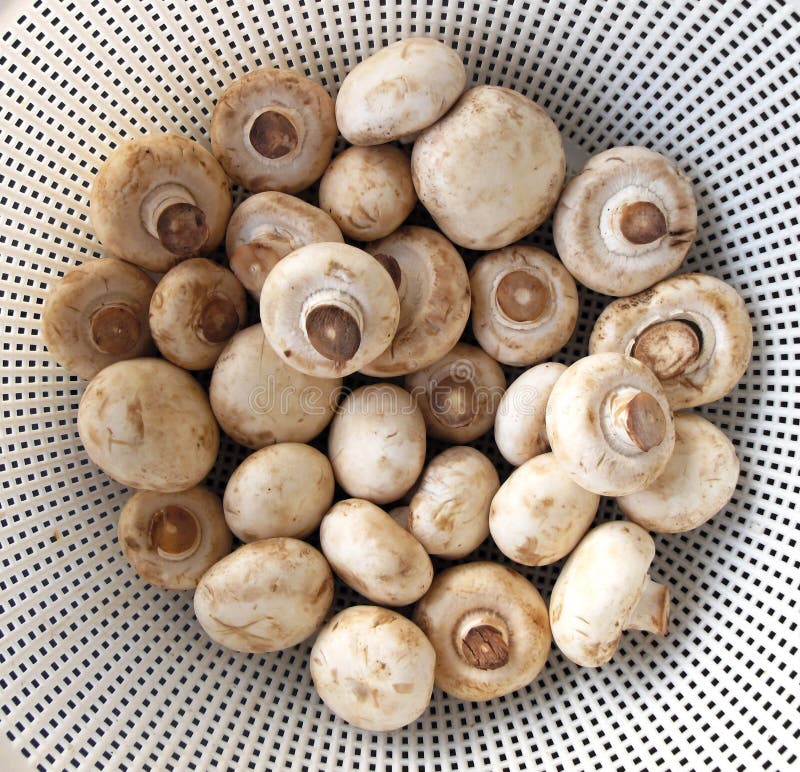 Mushrooms stock image. Image of eating, form, bunch, circular - 10855077