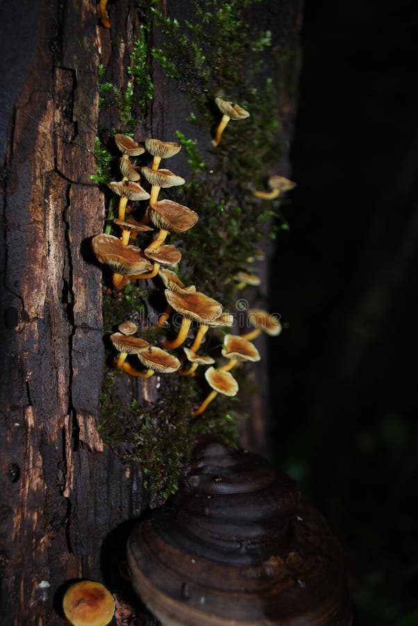 Mushrooms stock photo. Image of japanese, objects, medium - 10887278