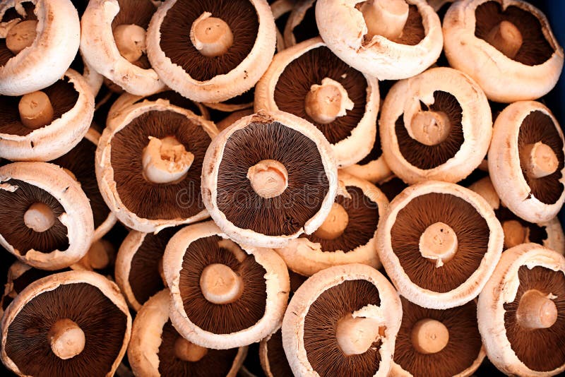 Mushrooms stock image. Image of meal, fresh, fungi, food - 10945413