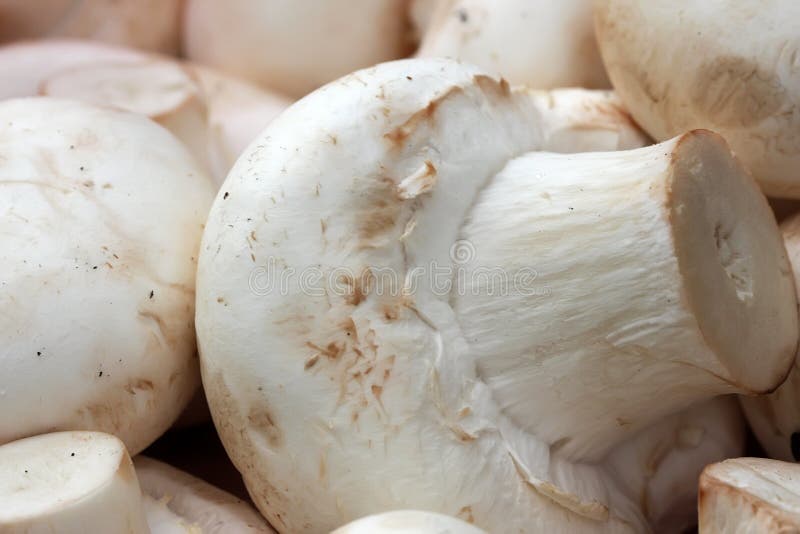 Mushrooms stock photo. Image of mushroom, fresh, close - 11530352