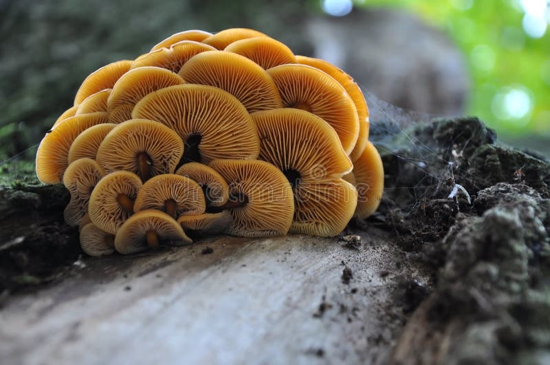 Gypsy Mushrooms stock photo. Image of mushroom, toadstool - 16334890