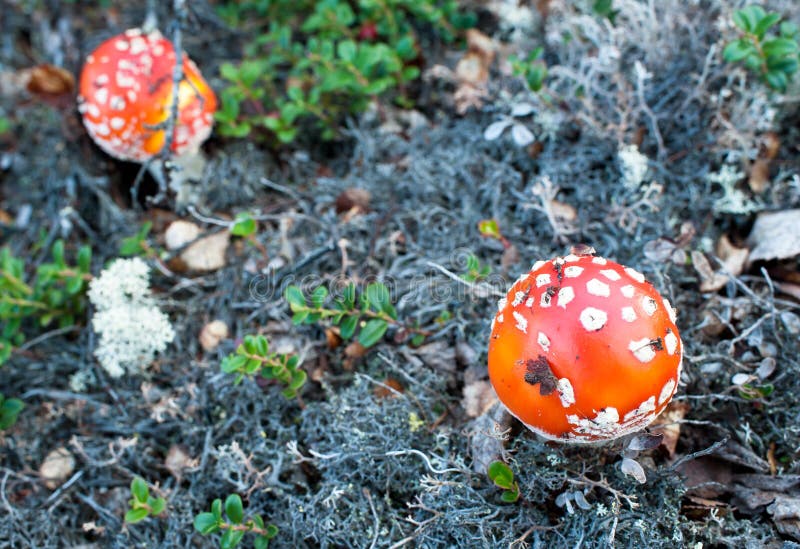 Swamp red mushrooms stock image. Image of nature, outdoor - 129076757