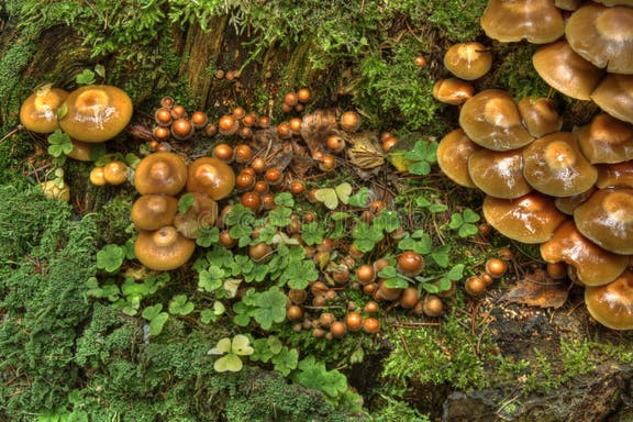 760 Velutipes Autumn Mushrooms Stock Photos - Free & Royalty-Free Stock ...