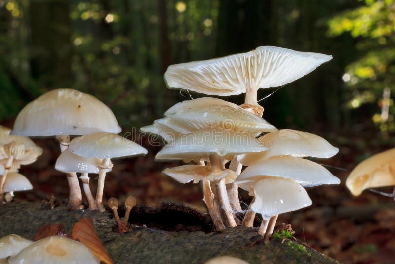 Gypsy Mushrooms stock photo. Image of mushroom, toadstool - 16334890