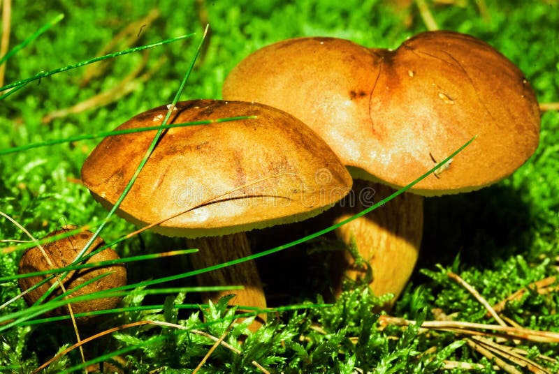 Boletus Badius (Xerocomus Badius) Mushroom Stock Photo - Image of ...