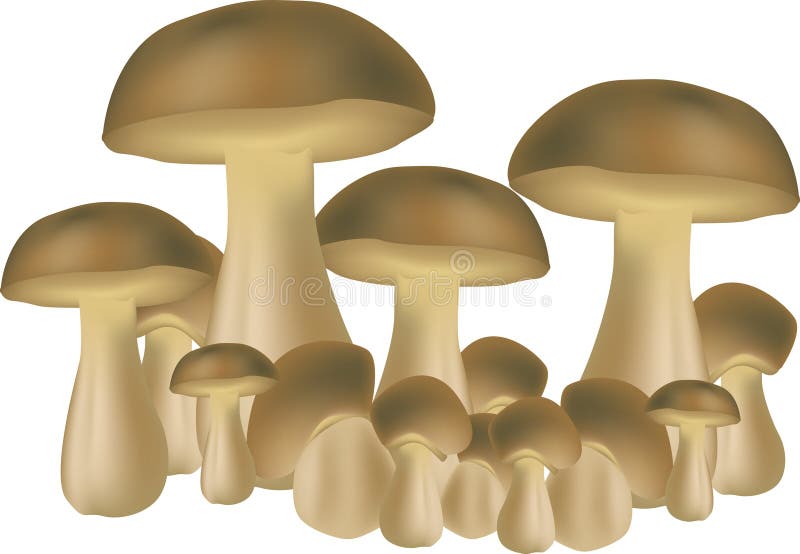 Mushrooms Cluster Stock Illustrations – 57 Mushrooms Cluster Stock ...