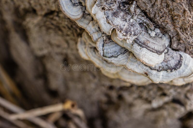 Mushrooms on atree stock photo. Image of macro, fungi - 76589934