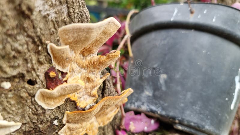 Mushrooms Attached To a Tree that is almost Dead and Captured with a ...