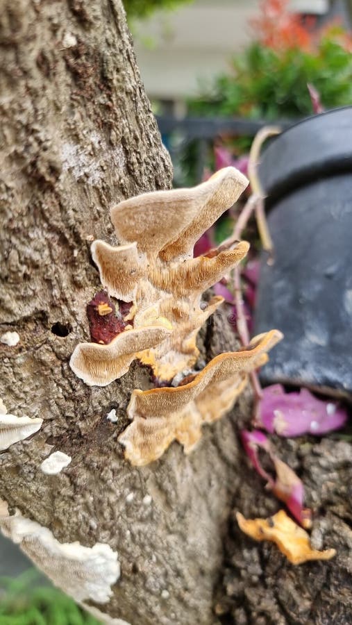 Mushrooms Attached To a Tree that is almost Dead and Captured with a ...