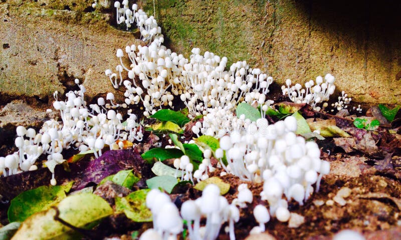 Babymushrooms stock photo. Image of mush, tasty, baby - 81240712